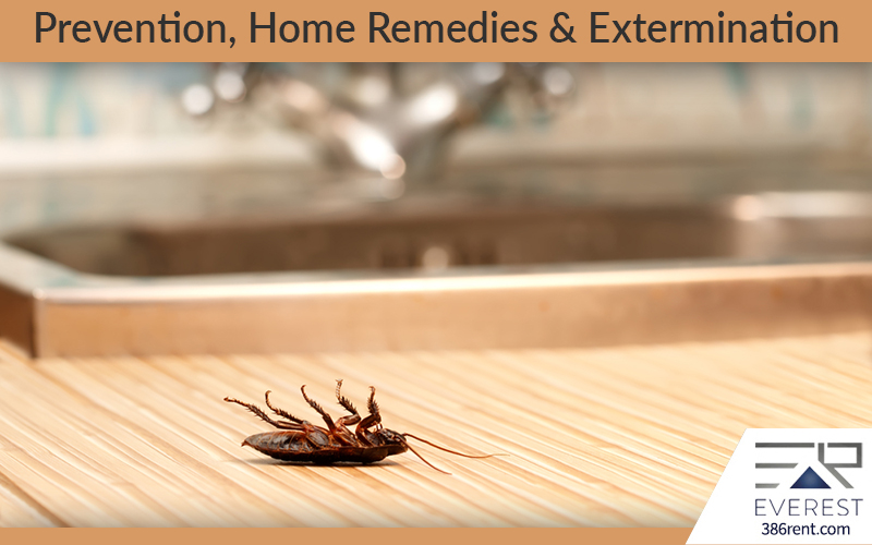 A Pest Infestation in a Rental: Prevention, Home Remedies & Extermination